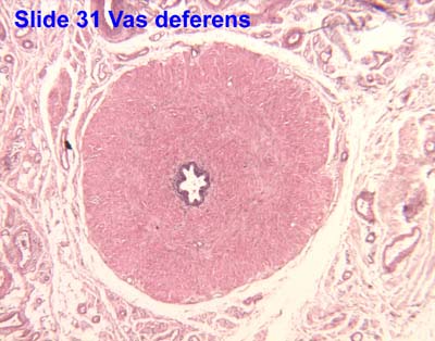 Male Reproductive 3300